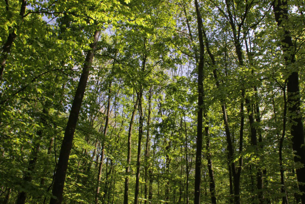 Wald: Funktion und Pflege - Stadt Köln