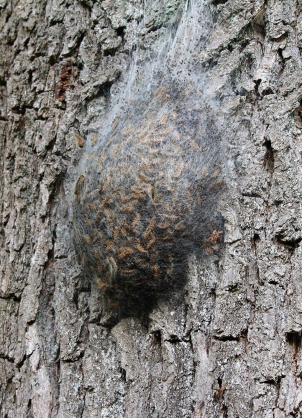 Saison der Eichenprozessionsspinner beginnt wieder - Stadt Köln