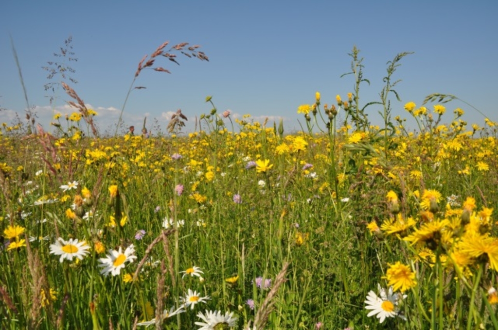 Künftig noch mehr artenreiche Wiesen im Kölner Stadtgebiet - Stadt Köln