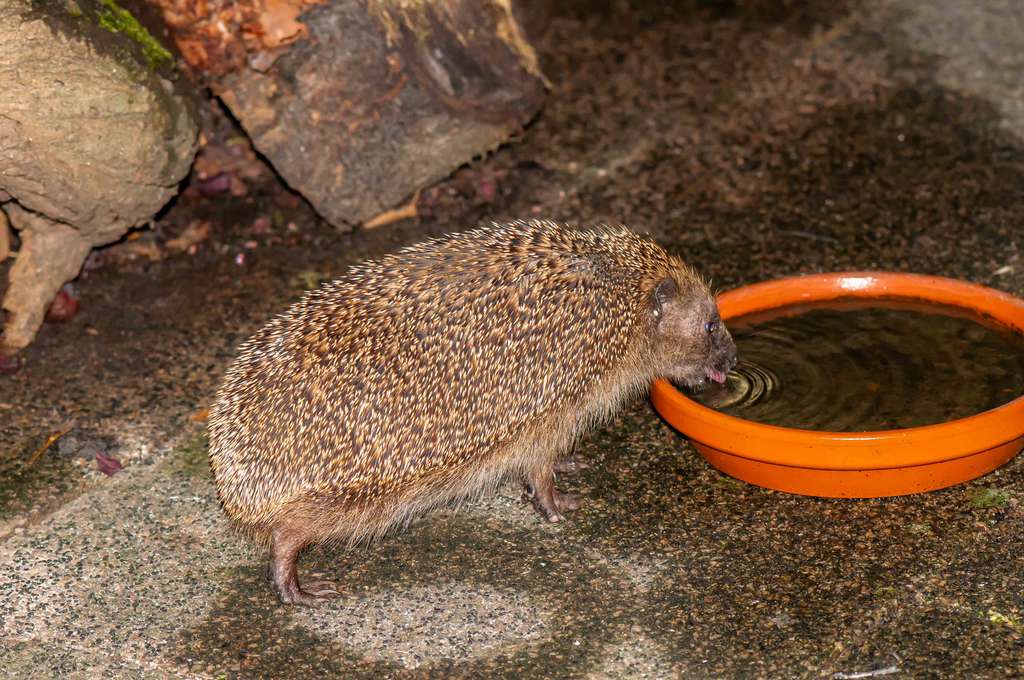 Igel - Mehr Schutz für unsere heimischen Stachelträger - Stadt Köln