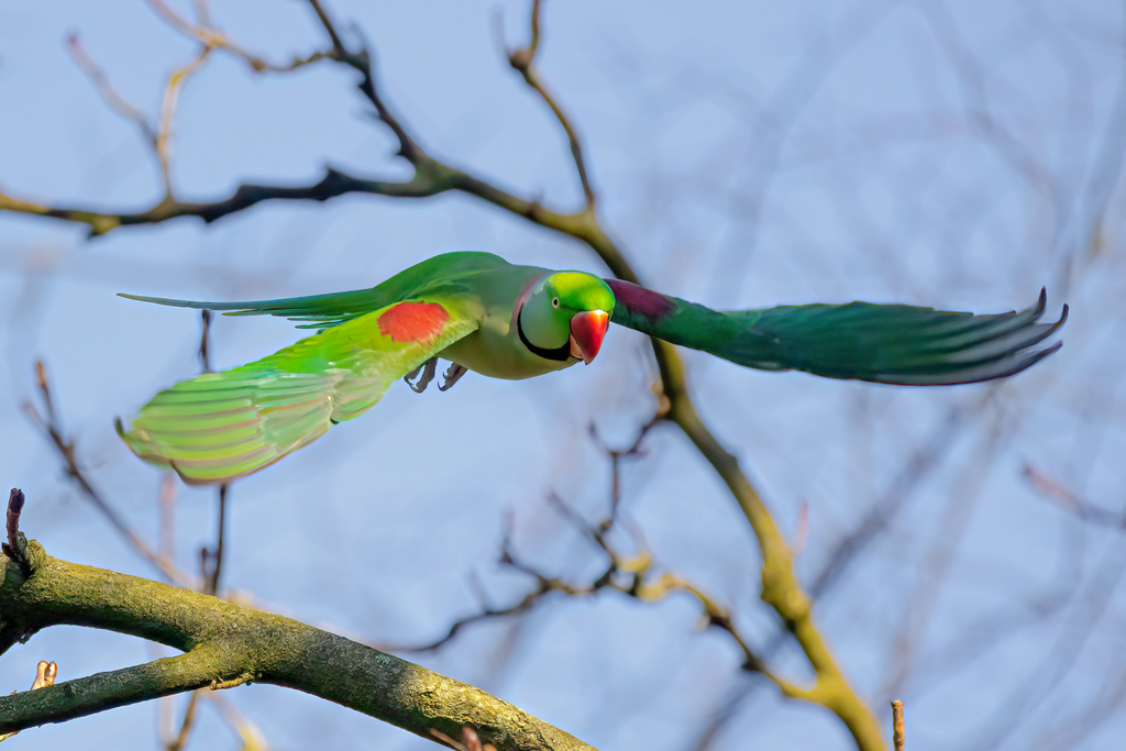 Sittiche am Schlafbaum in Köln - Stadt Köln