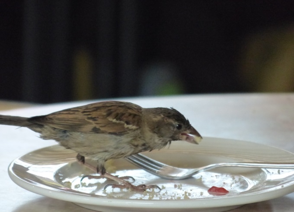 Das schönste Bild vom Spatz in Köln - Stadt Köln