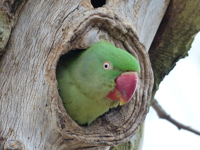Sittiche am Schlafbaum in Köln - Stadt Köln